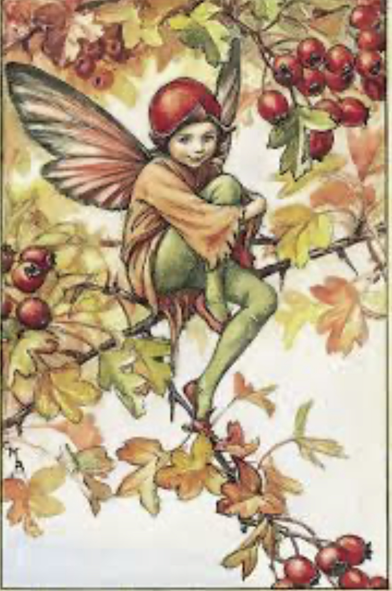 3986 Flower Fairies – the Hawthorn Fairy Panel From Micheal Miller ...
